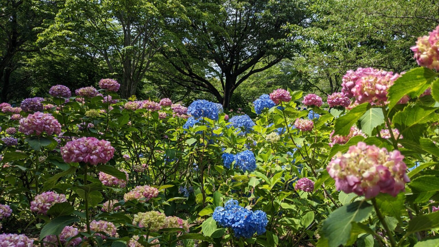「相模原北公園」のアジサイ園を見てきました。こんなに種類があるんですね。 - さがみはらあたり。